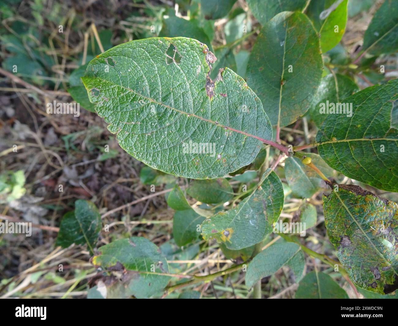 goat willow (Salix caprea) Plantae Stock Photo - Alamy
