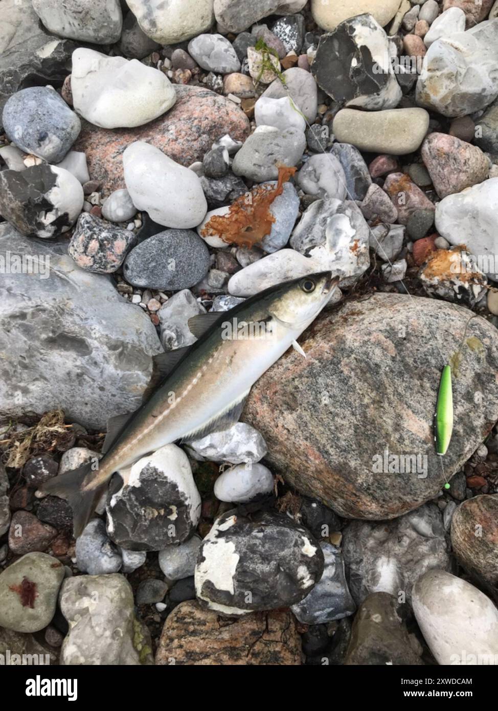 Pollock (Pollachius virens) Actinopterygii Stock Photo - Alamy