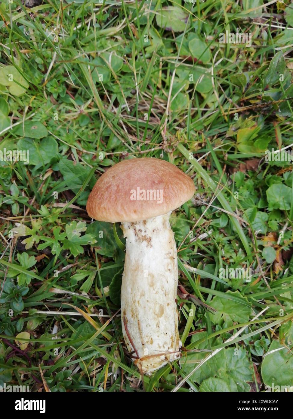 Sticky Bolete (Suillus viscidus) Fungi Stock Photo - Alamy