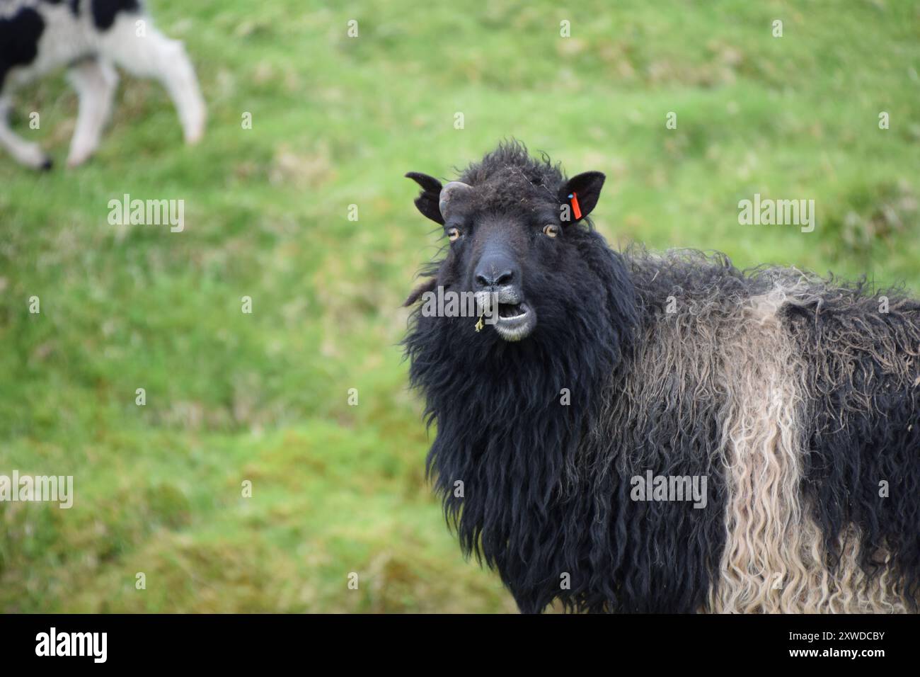 Close up black sheep hi-res stock photography and images - Alamy