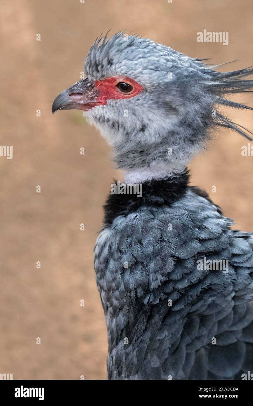 The southern screamer Chauna torquata is a species of bird in family ...