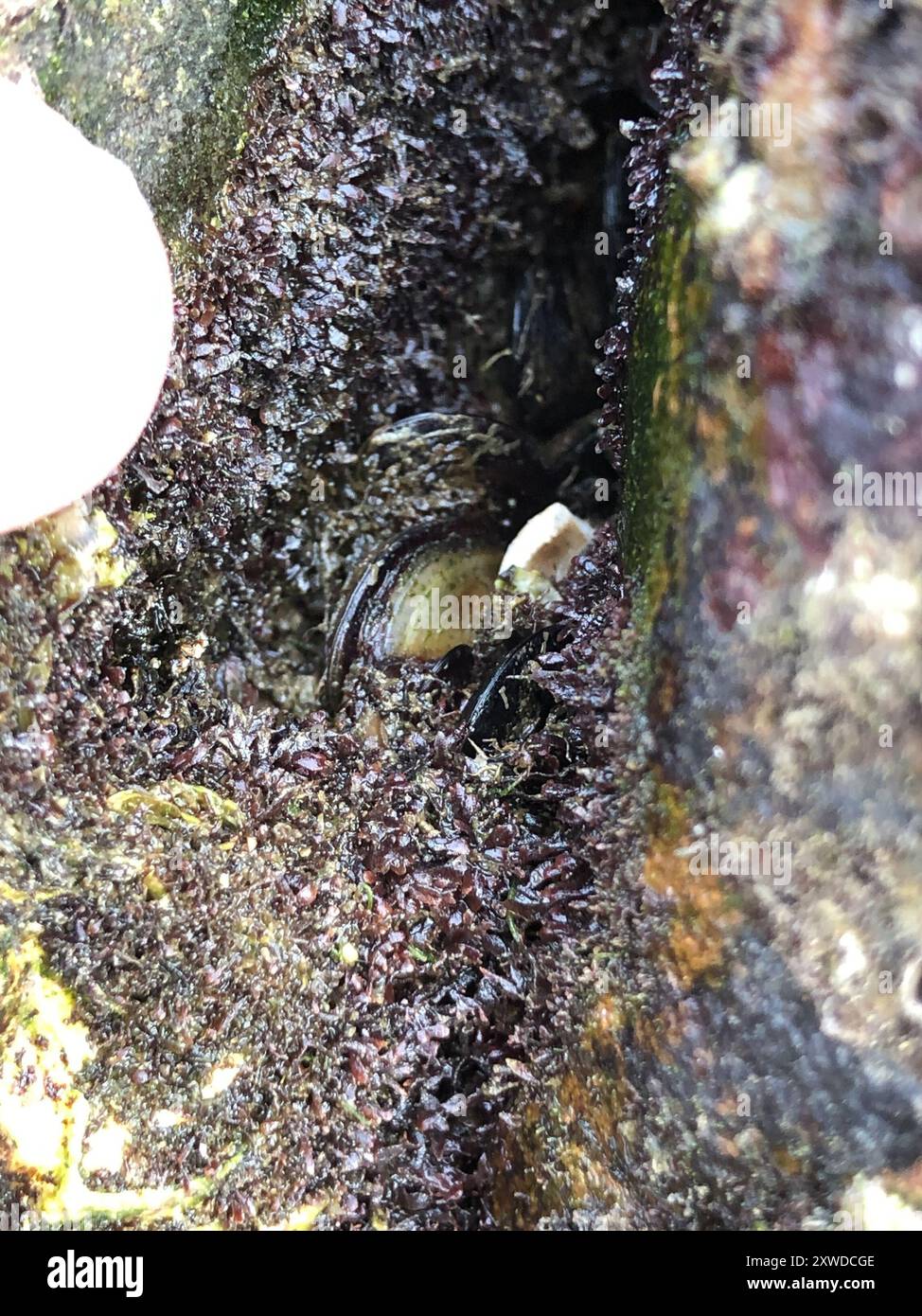 red algae (Rhodophyta) Plantae Stock Photo - Alamy