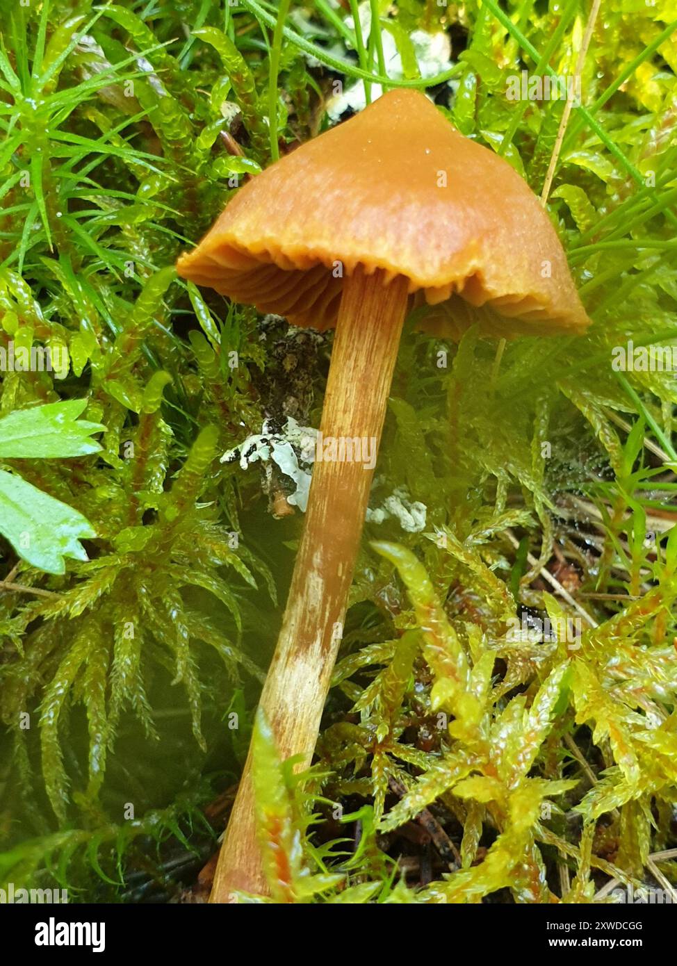 Powdercaps (Cystoderma) Fungi Stock Photo - Alamy
