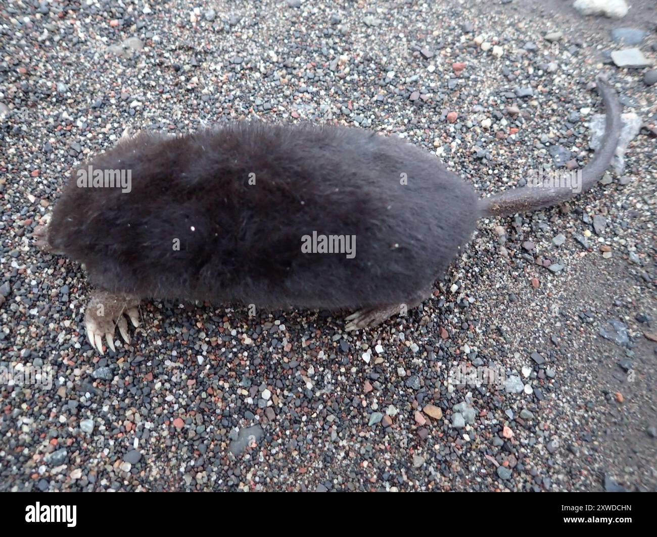 Star-nosed Mole (Condylura cristata) Mammalia Stock Photo - Alamy