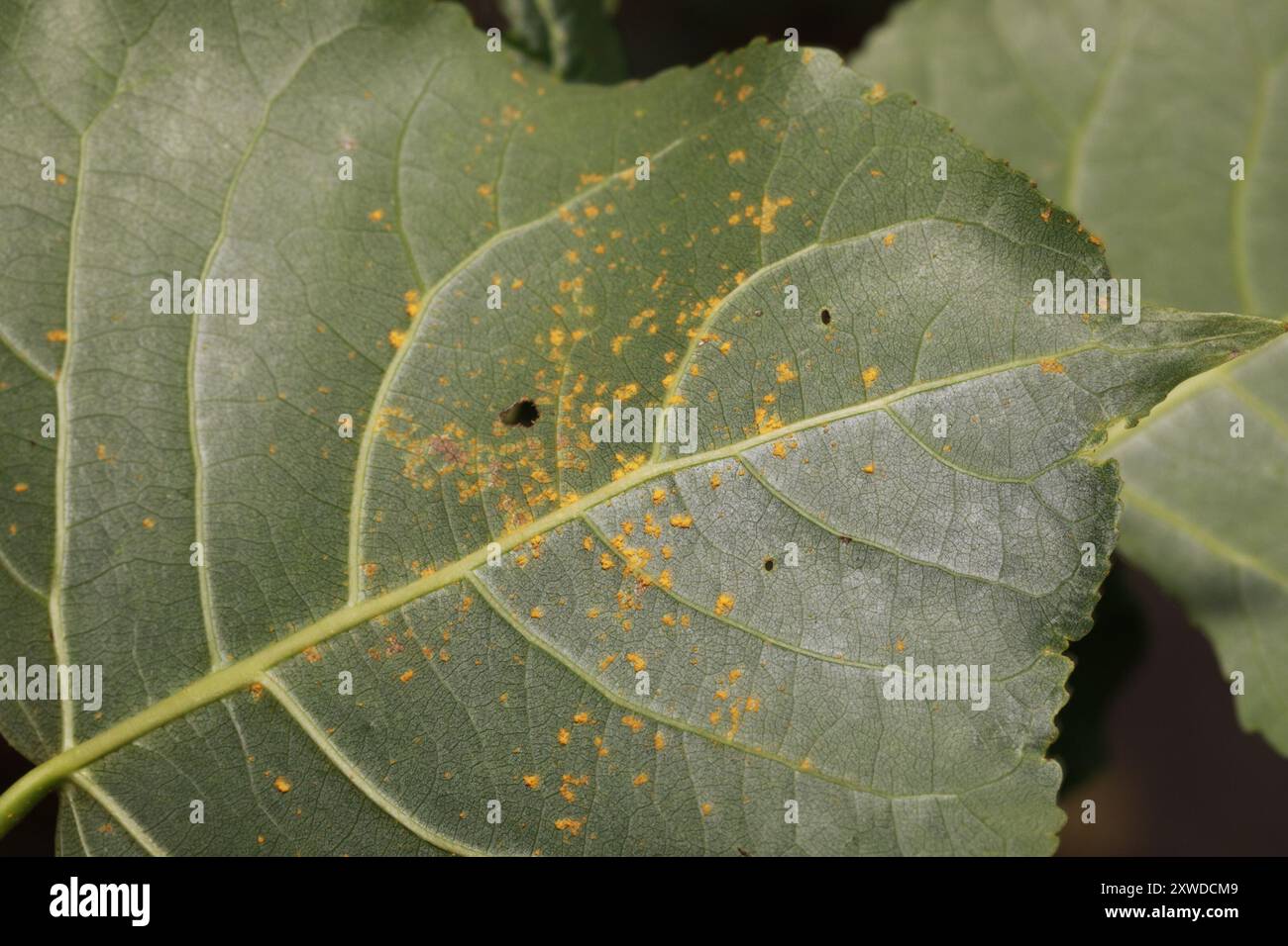 Melampsora populina hi-res stock photography and images - Alamy