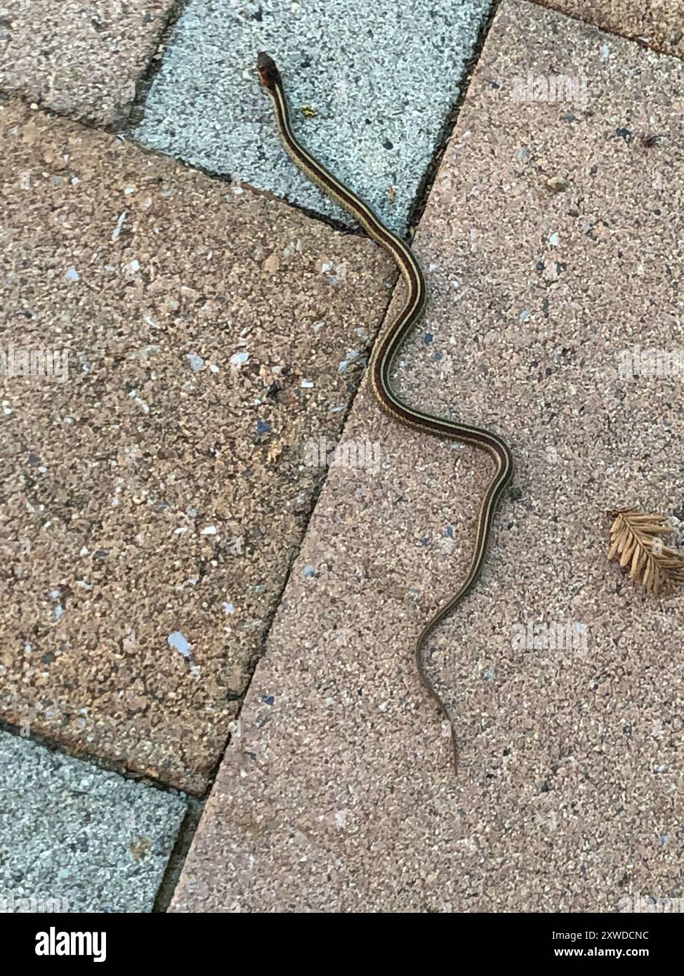 California Red-sided Garter Snake (Thamnophis sirtalis infernalis ...