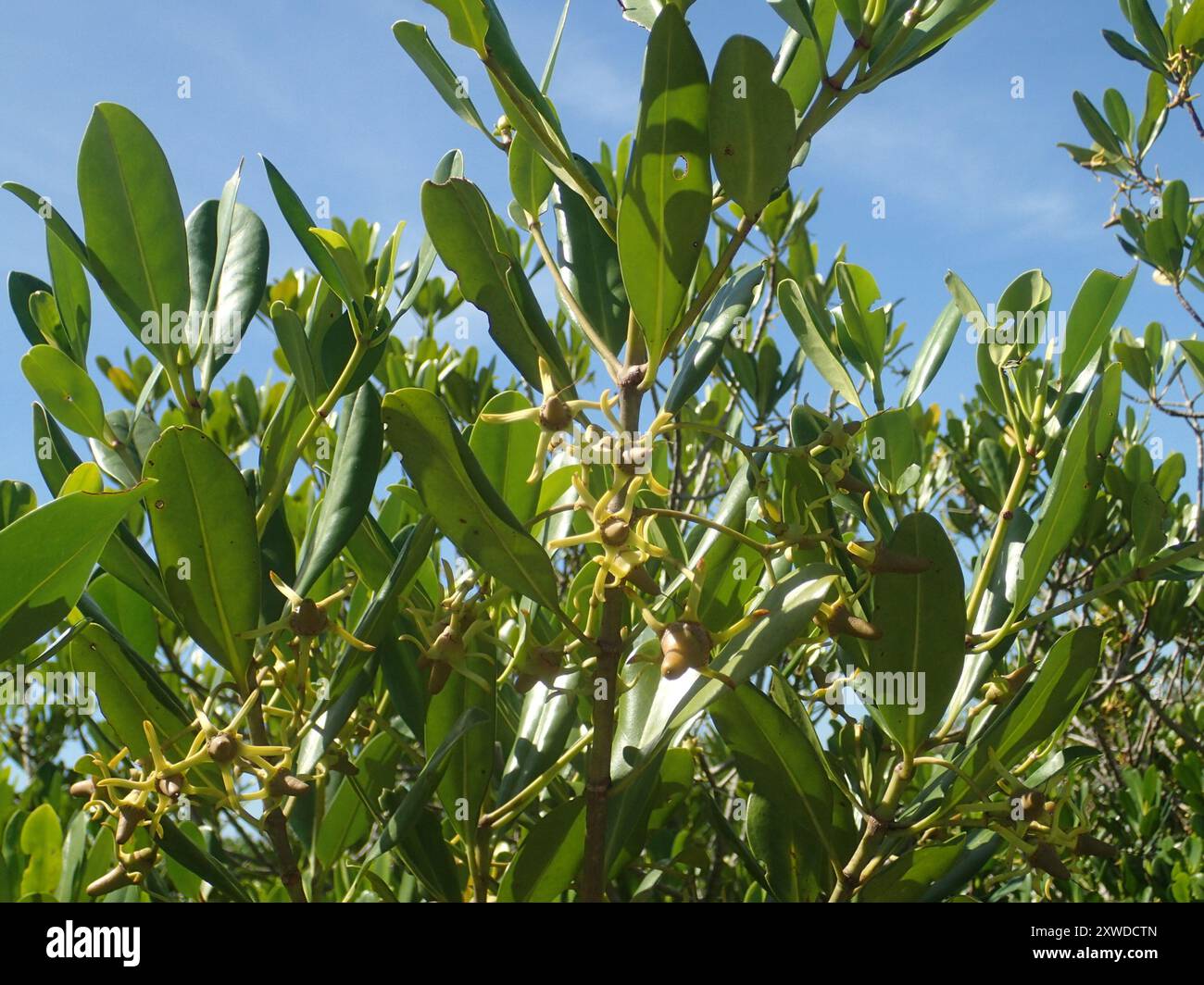 (Kandelia obovata) Plantae Stock Photo - Alamy