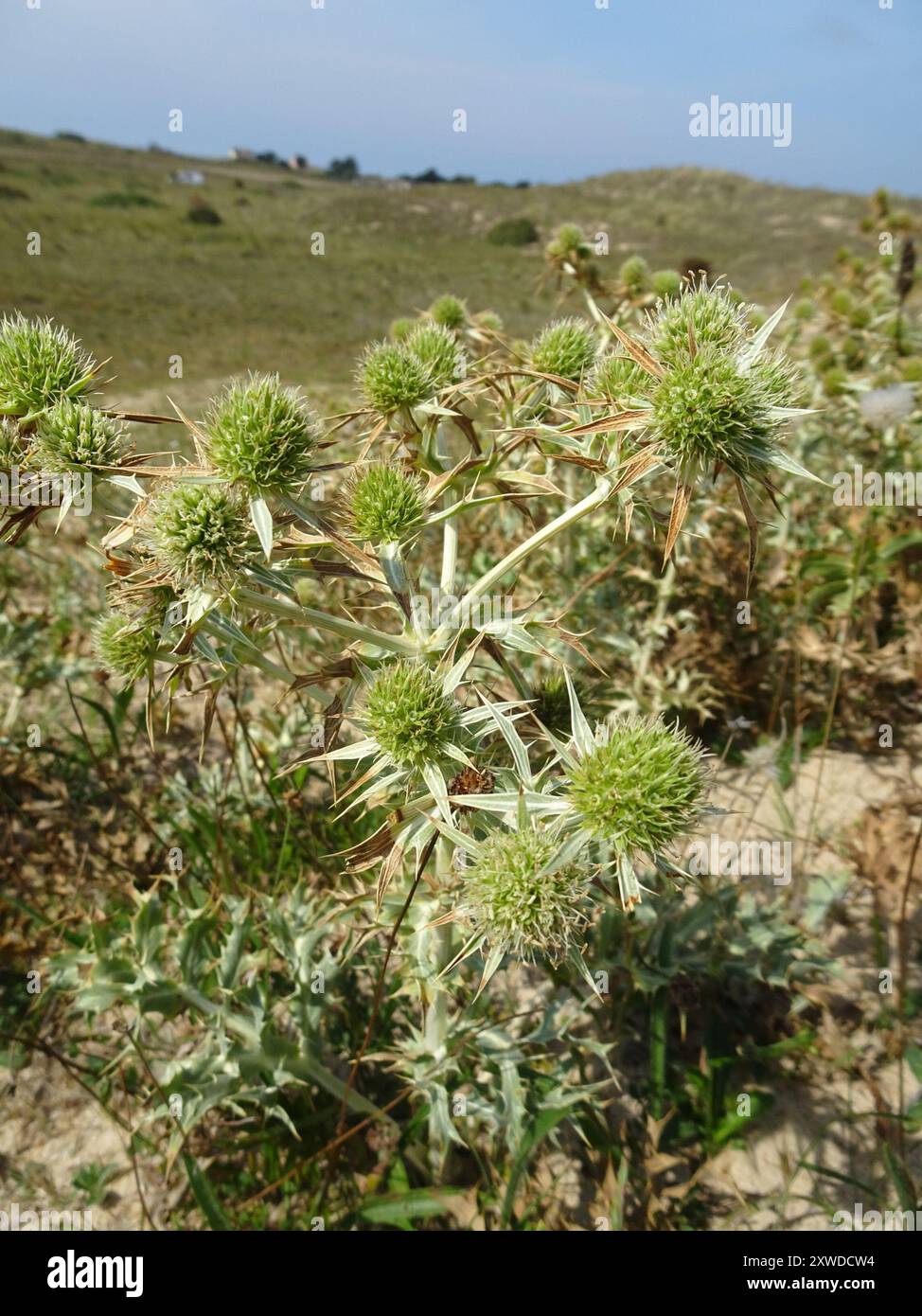 Field Eryngo (Eryngium campestre) Plantae Stock Photo - Alamy