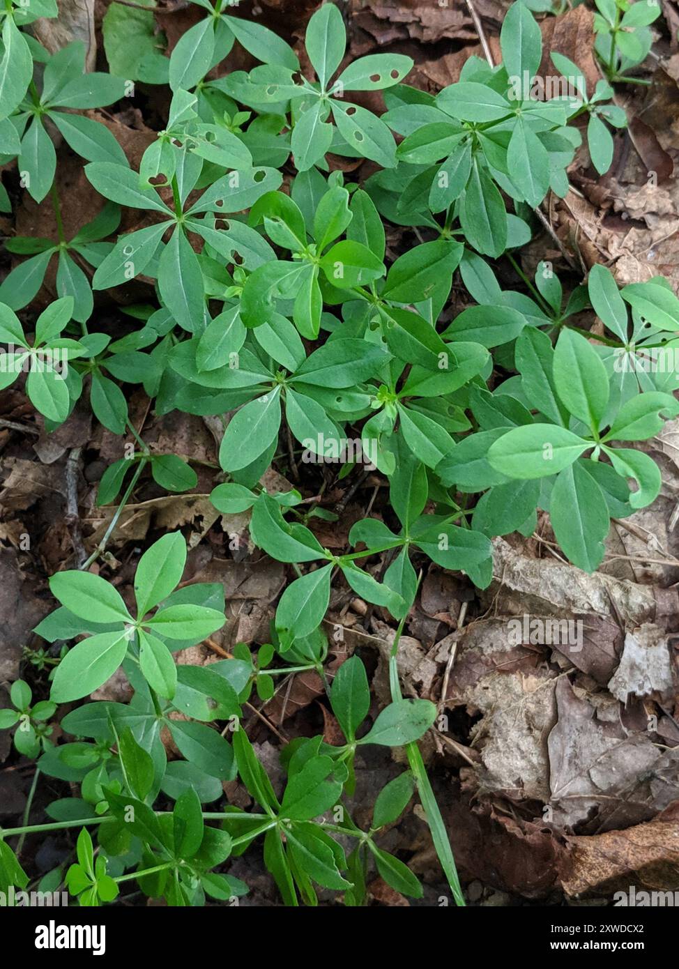 fragrant bedstraw (Galium triflorum) Plantae Stock Photo - Alamy