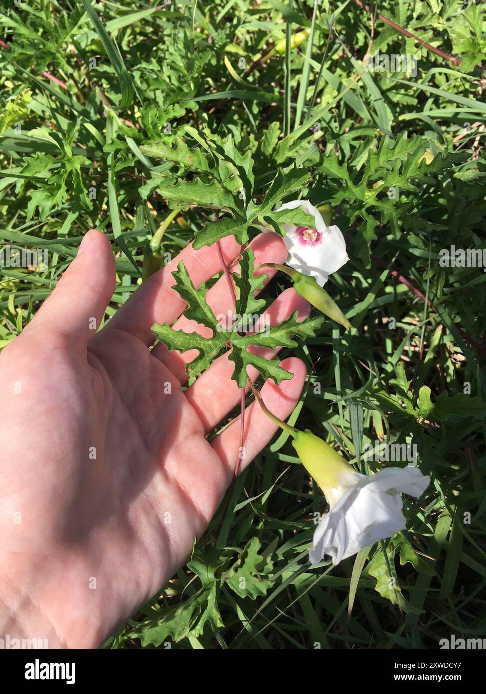 Alamo vine (Distimake dissectus) Plantae Stock Photo - Alamy