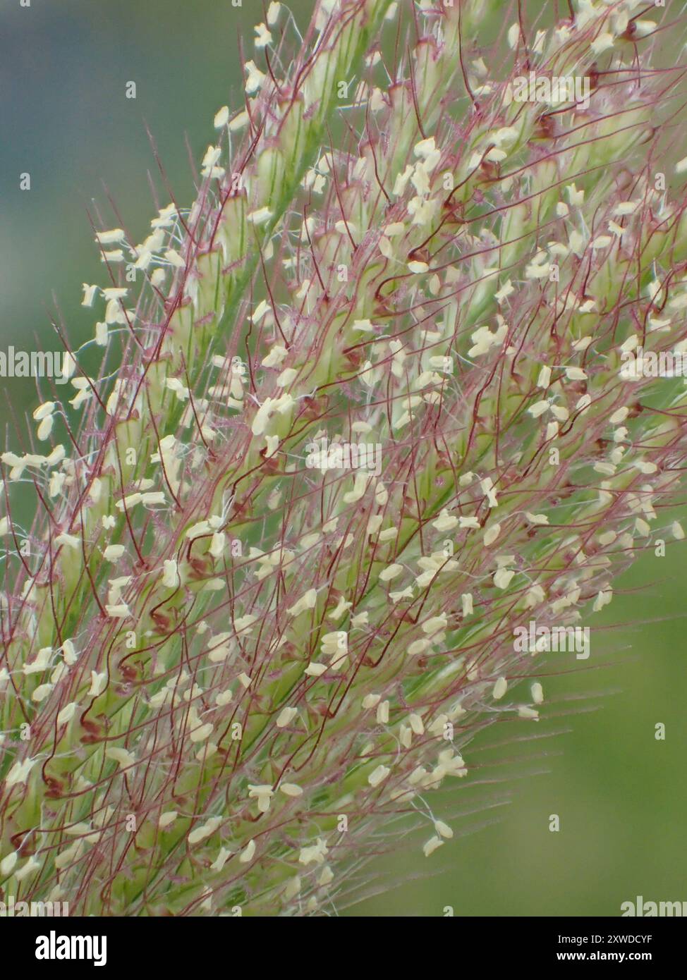 Finger Grass (Chloris barbata) Plantae Stock Photo - Alamy