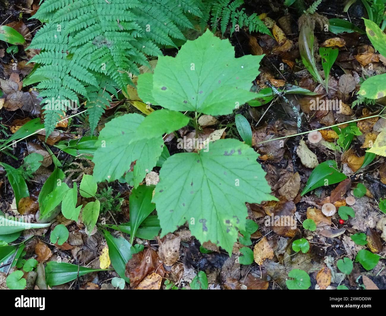 squashberry (Viburnum edule) Plantae Stock Photo - Alamy