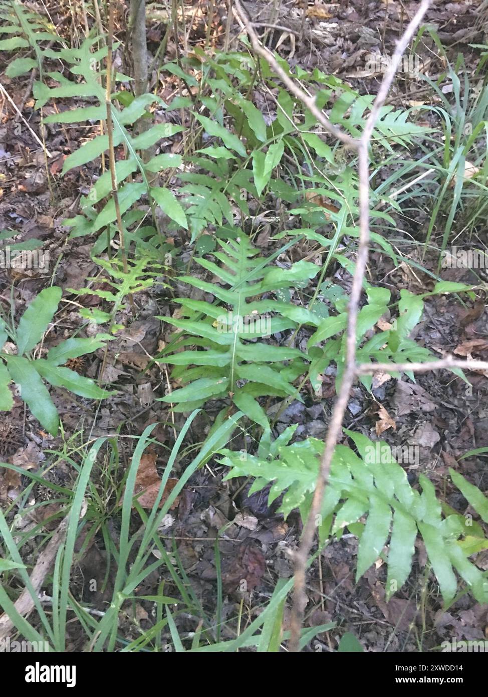 netted chain fern (Woodwardia areolata) Plantae Stock Photo - Alamy