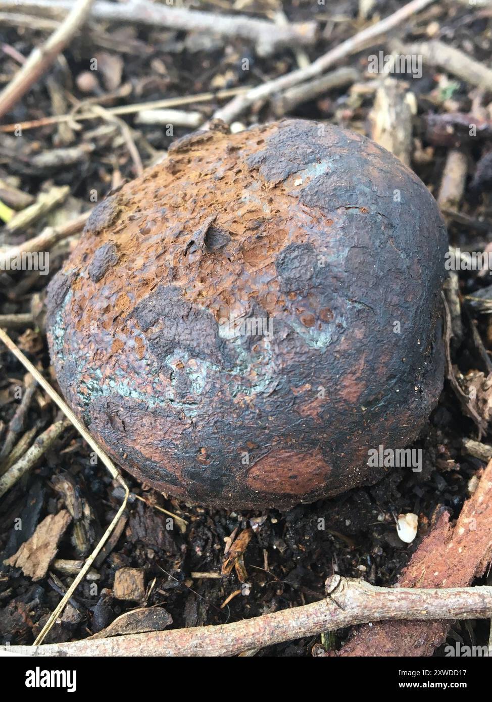 Pisolithus arhizus hi-res stock photography and images - Alamy