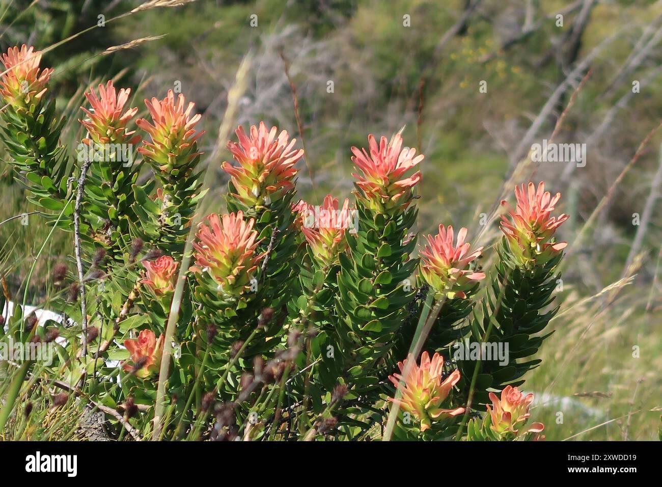 Common Pagoda (Mimetes cucullatus) Plantae Stock Photo - Alamy