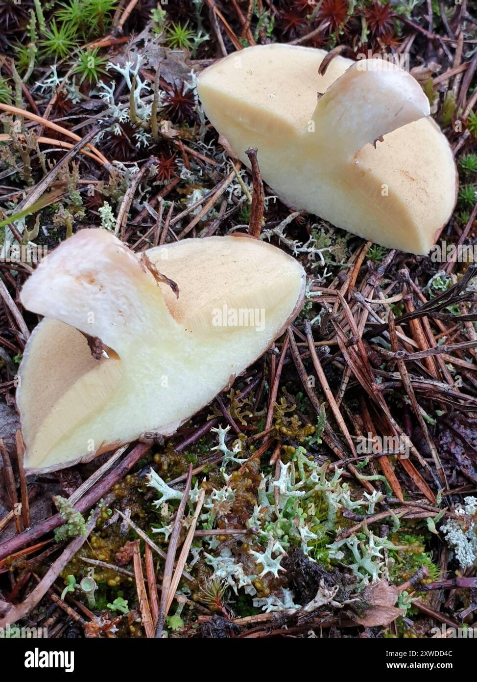 Purple-veiled Slippery Jack (Suillus luteus) Fungi Stock Photo - Alamy