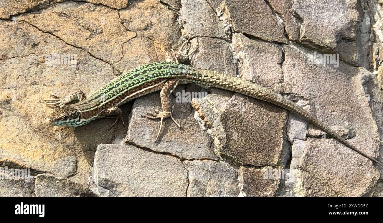Ibiza wall lizard podarcis pityusensis hi-res stock photography and ...
