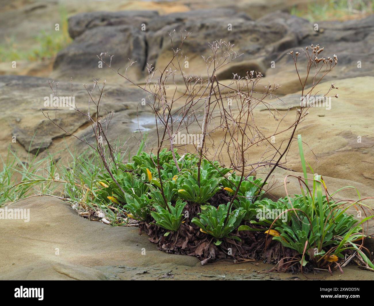 (Limonium sinense) Plantae Stock Photo - Alamy