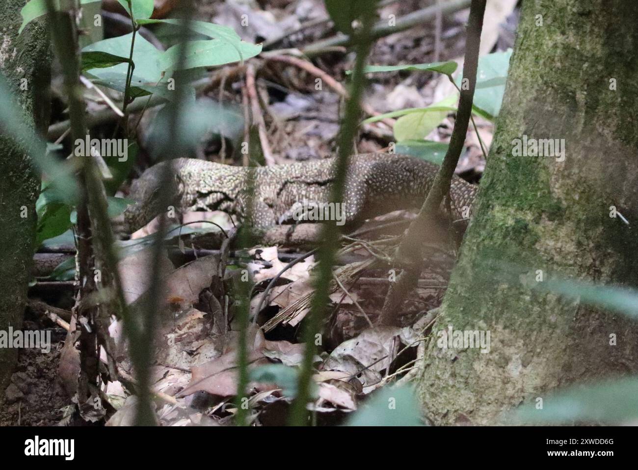 Clouded Monitor (Varanus nebulosus) Reptilia Stock Photo - Alamy