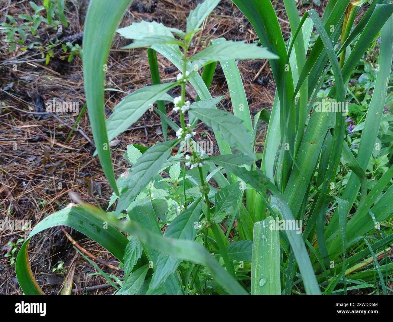 northern bugleweed (Lycopus uniflorus) Plantae Stock Photo - Alamy