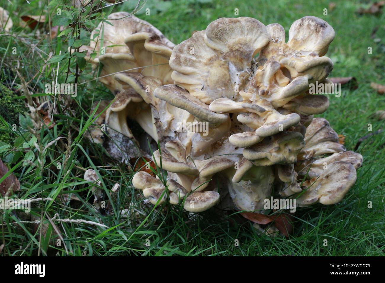 Giant Polypore (Meripilus giganteus) Fungi Stock Photo - Alamy