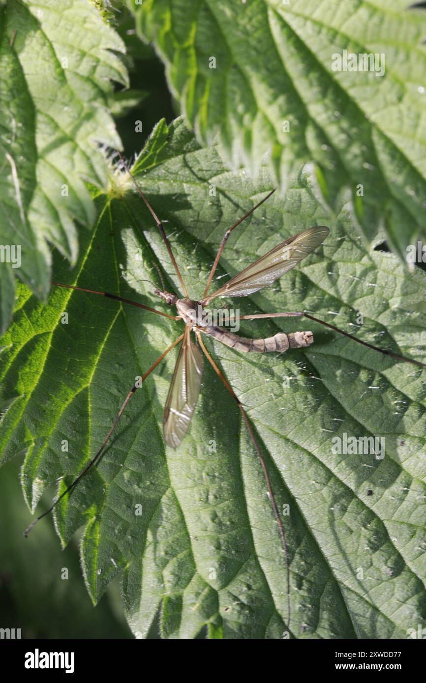 European Crane Fly (Tipula paludosa) Insecta Stock Photo - Alamy