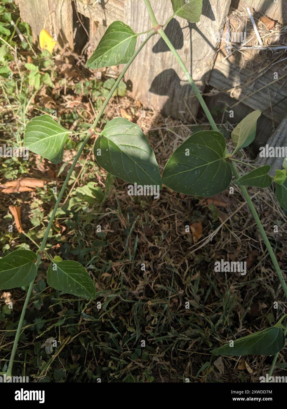 Wild Four o'Clock (Mirabilis nyctaginea) Plantae Stock Photo - Alamy