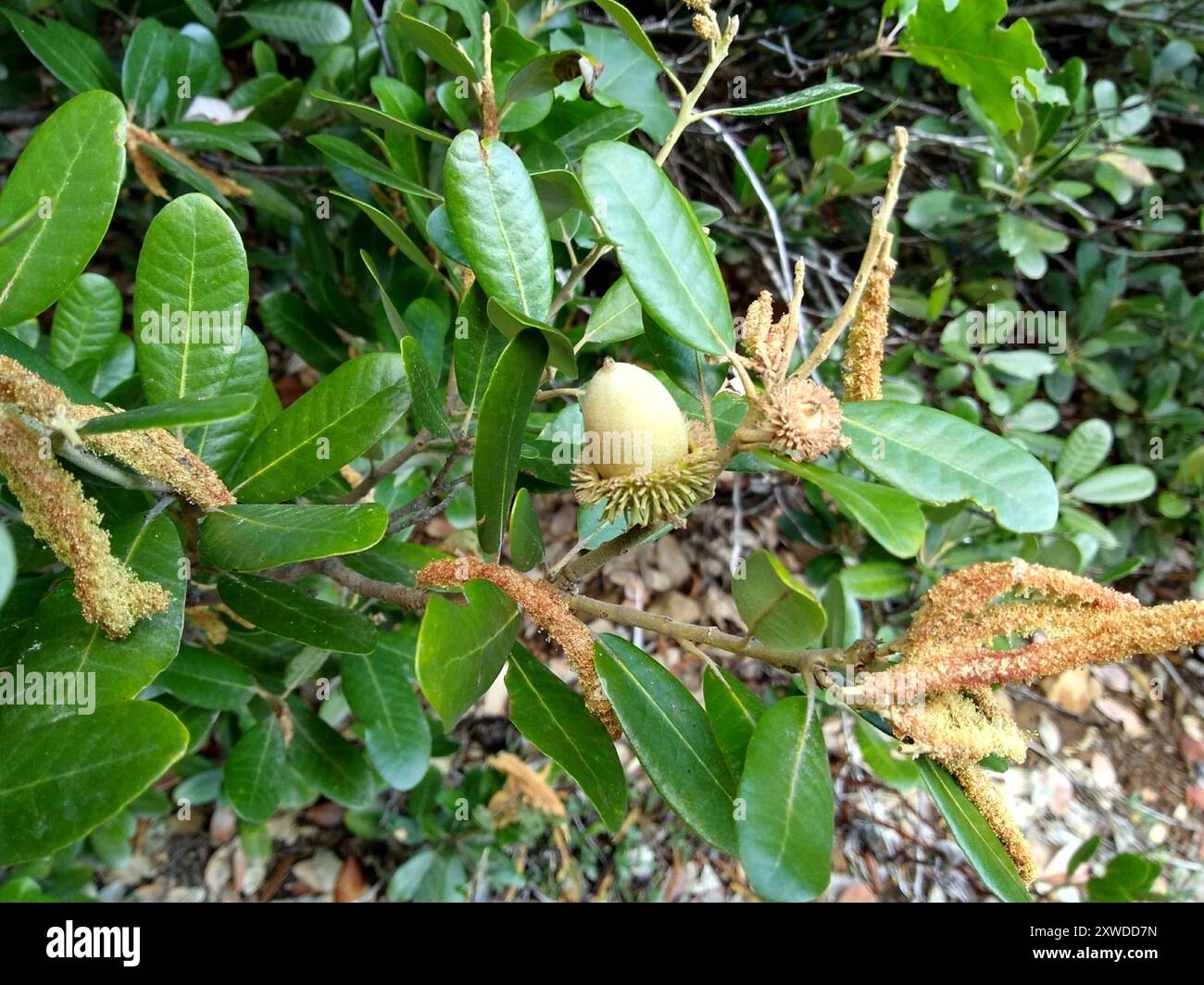 Tanoak (Notholithocarpus densiflorus) Plantae Stock Photo - Alamy