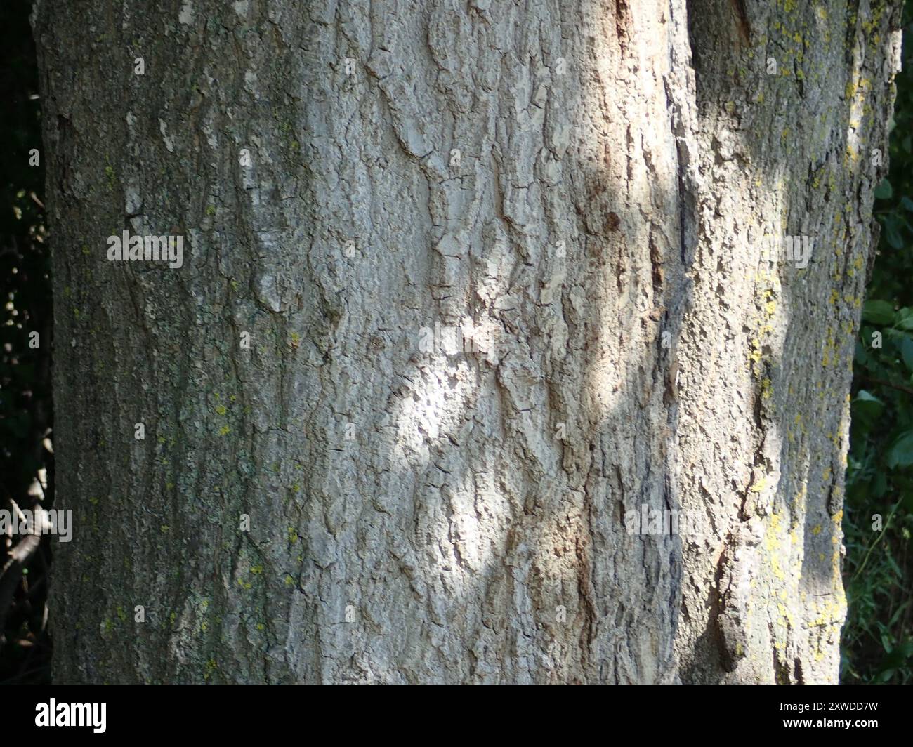 black maple (Acer nigrum) Plantae Stock Photo - Alamy