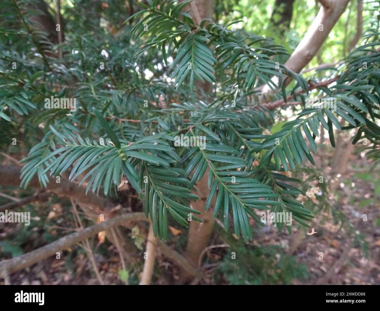 common yew (Taxus baccata) Plantae Stock Photo - Alamy