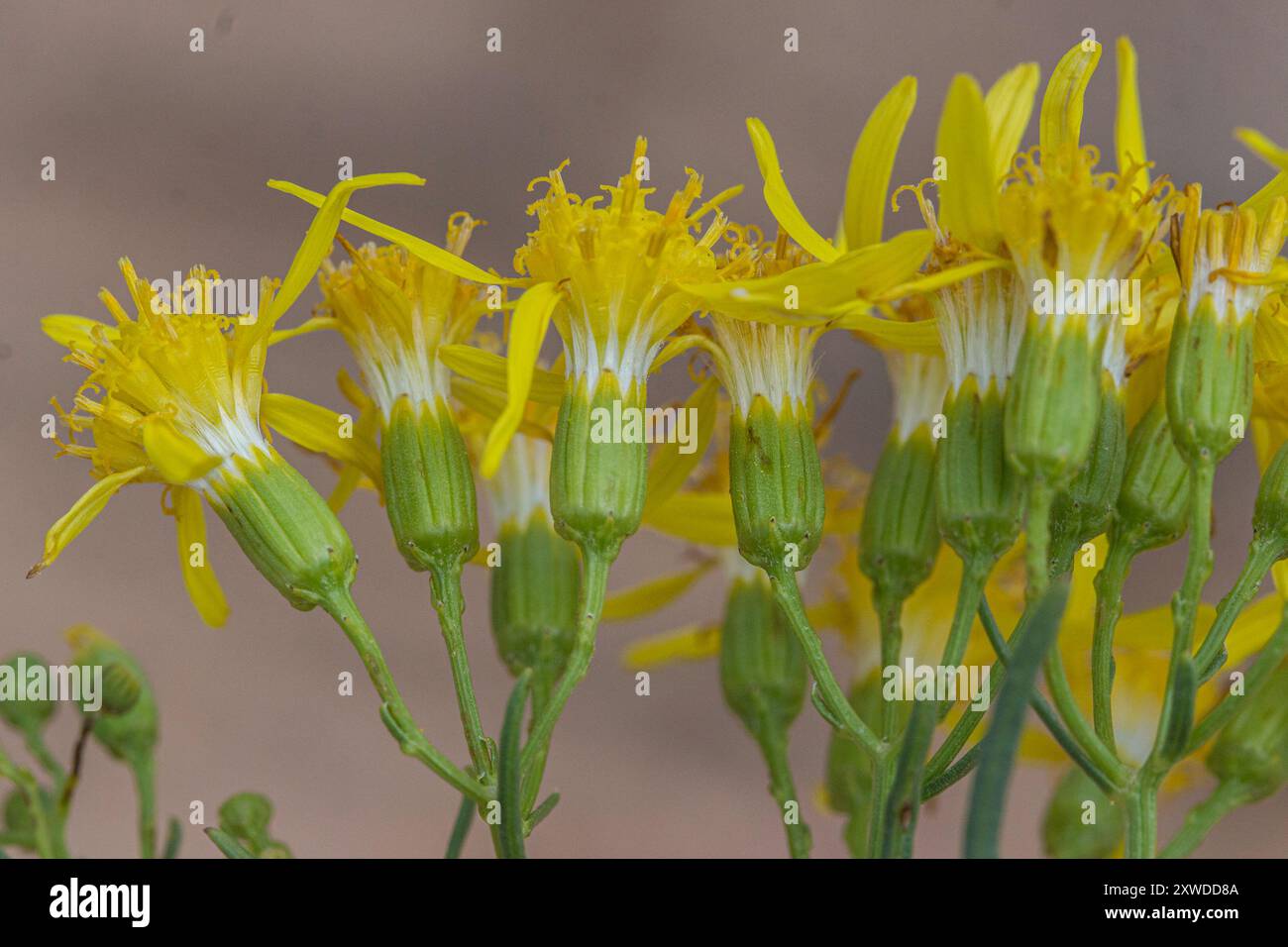Riddell's ragwort (Senecio riddellii) Plantae Stock Photo - Alamy