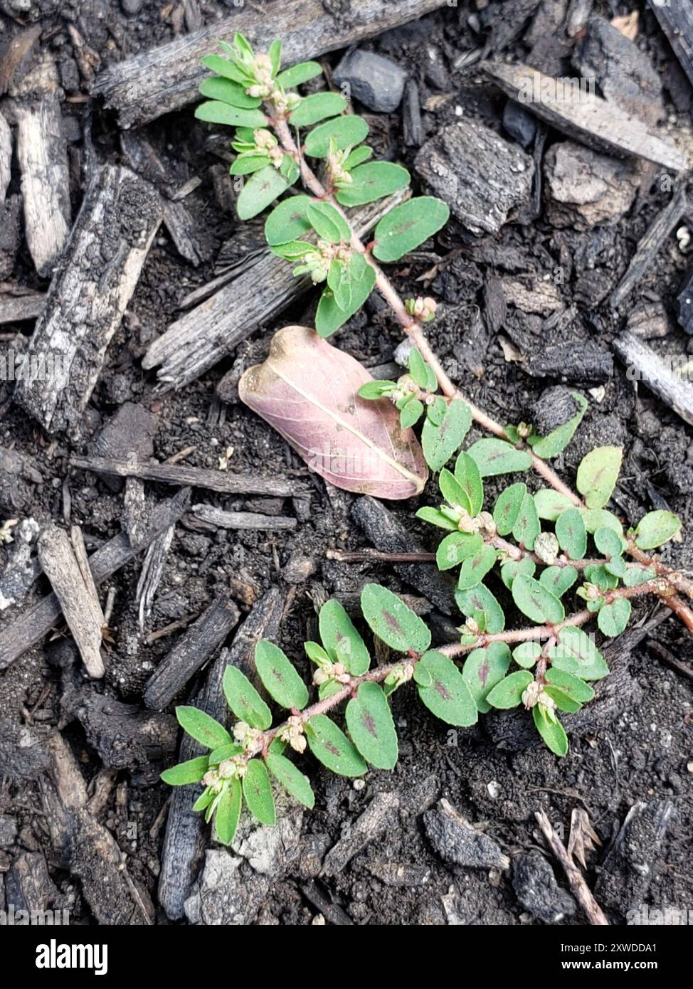 Spotted spurge (Euphorbia maculata) Plantae Stock Photo - Alamy