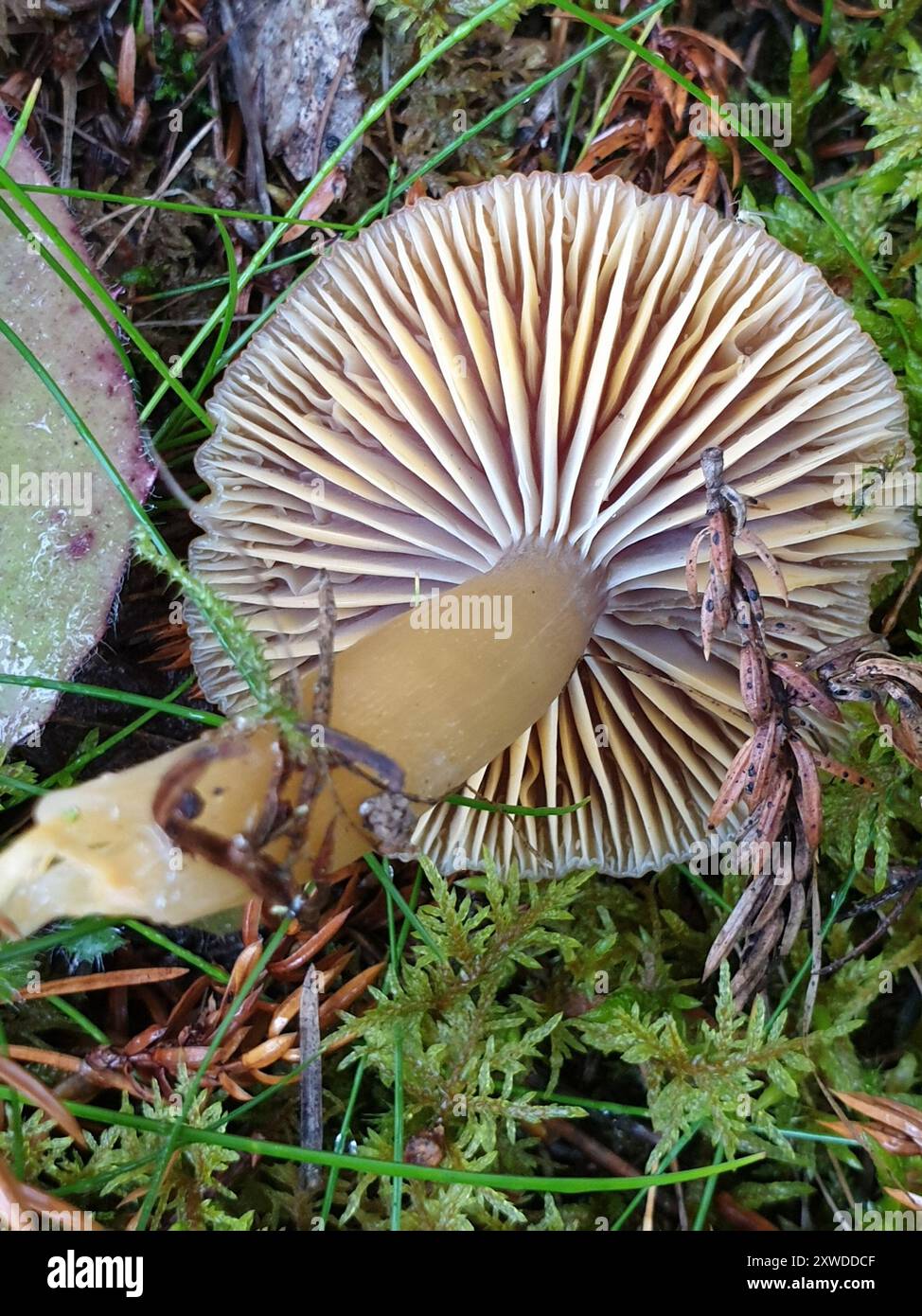 Heath Waxcap (Gliophorus laetus) Fungi Stock Photo - Alamy