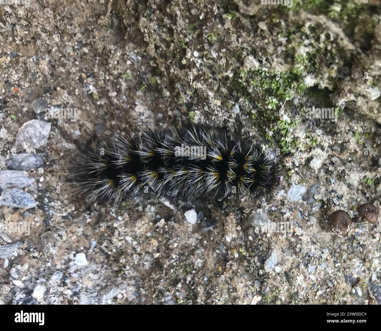 Arctia yarrowii hi-res stock photography and images - Alamy
