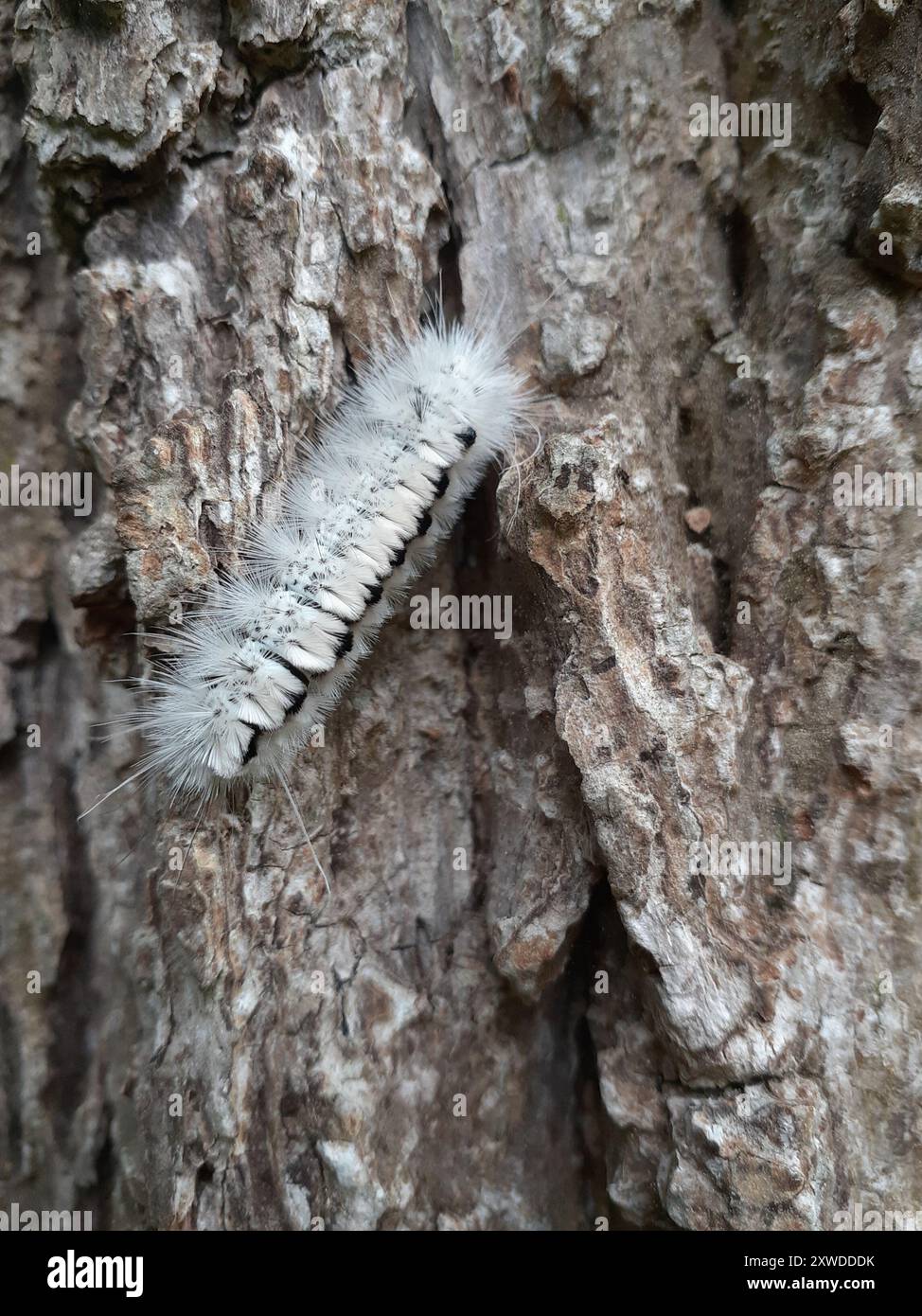 Hickory Tussock Moth (Lophocampa caryae) Insecta Stock Photo - Alamy