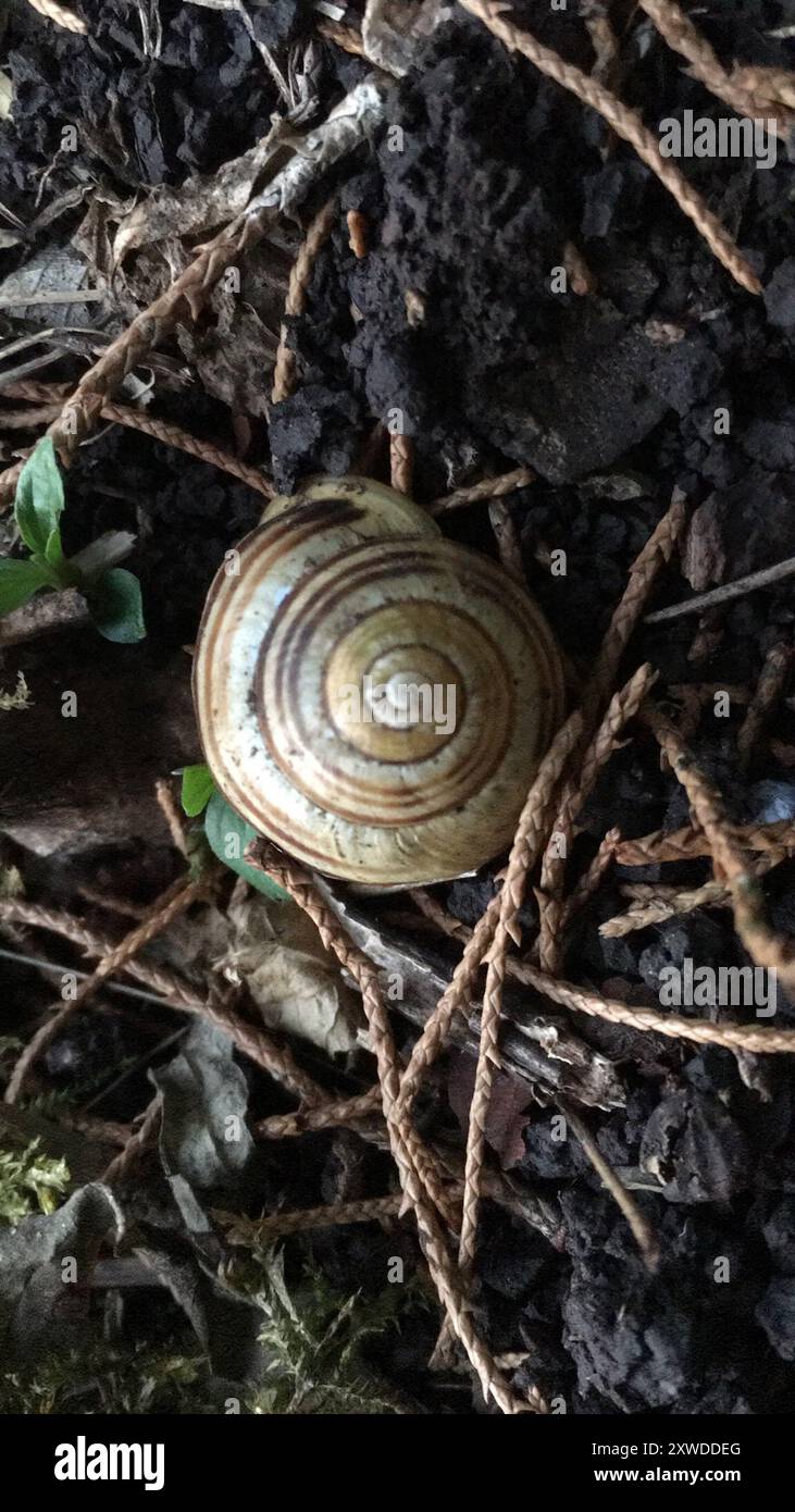 White-lipped Snail (Cepaea hortensis) Mollusca Stock Photo - Alamy
