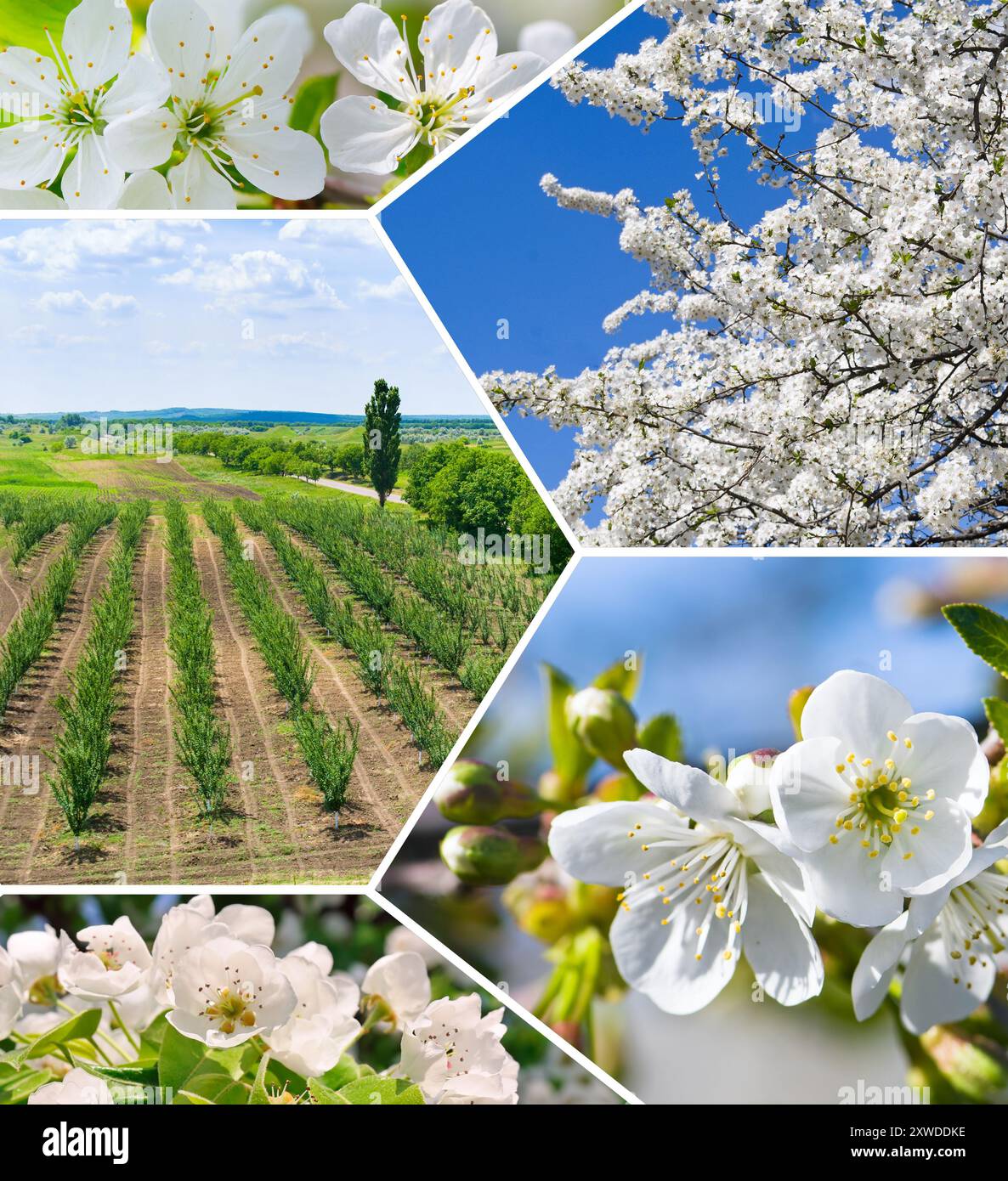 Collage flowers trees hi-res stock photography and images - Alamy