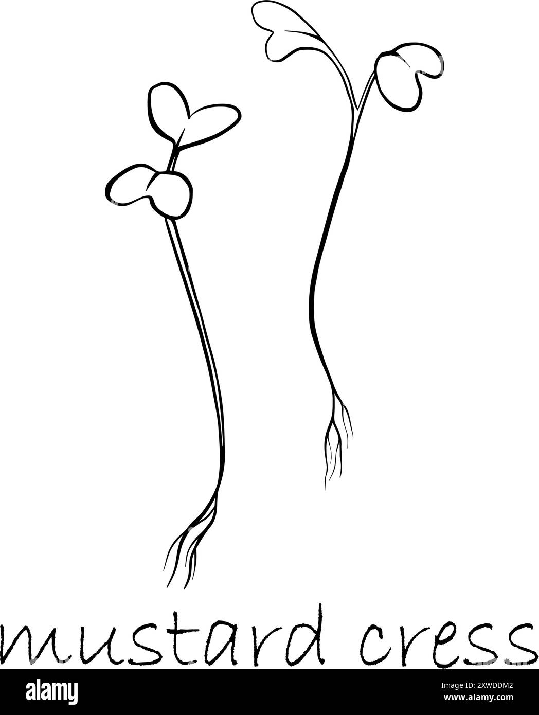 Mustard cress microgreens vector hand drawn illustration. Contour plant ...