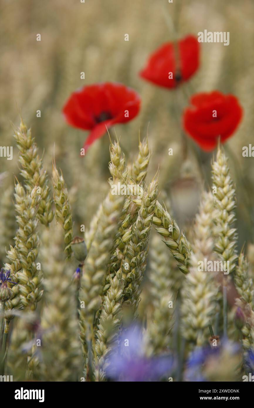 Wheat field poppy flowers hi-res stock photography and images - Alamy