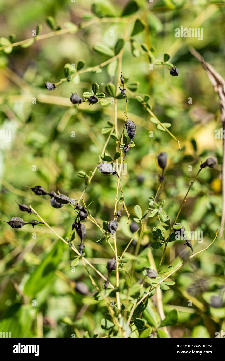 eastern wild indigo (Baptisia tinctoria) Plantae Stock Photo - Alamy