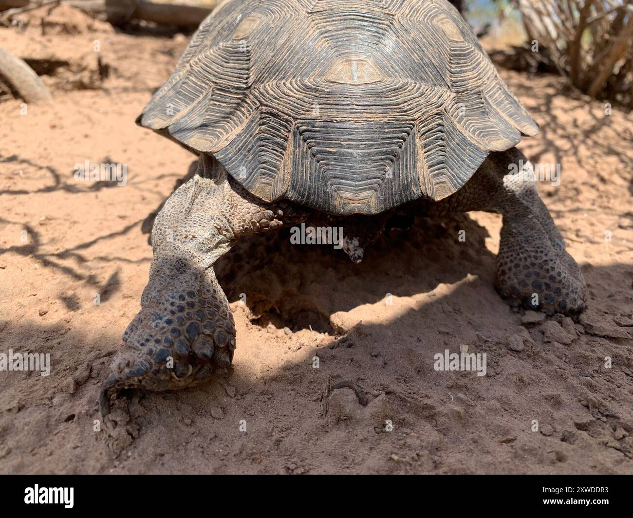 Sonoran Desert Tortoise (Gopherus morafkai) Reptilia Stock Photo - Alamy