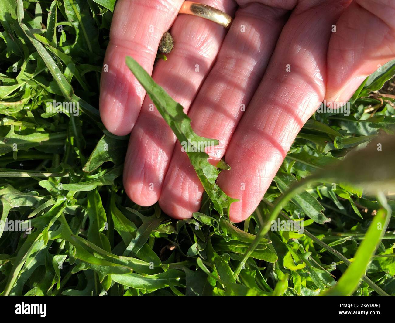 Autumn Hawkbit (Scorzoneroides autumnalis) Plantae Stock Photo - Alamy