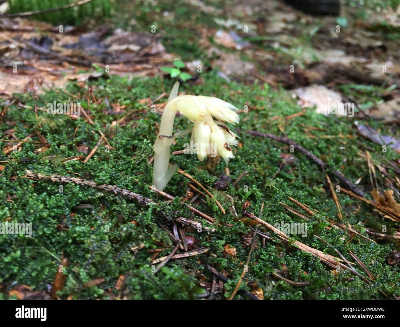 pinesap (Monotropa hypopitys) Plantae Stock Photo - Alamy