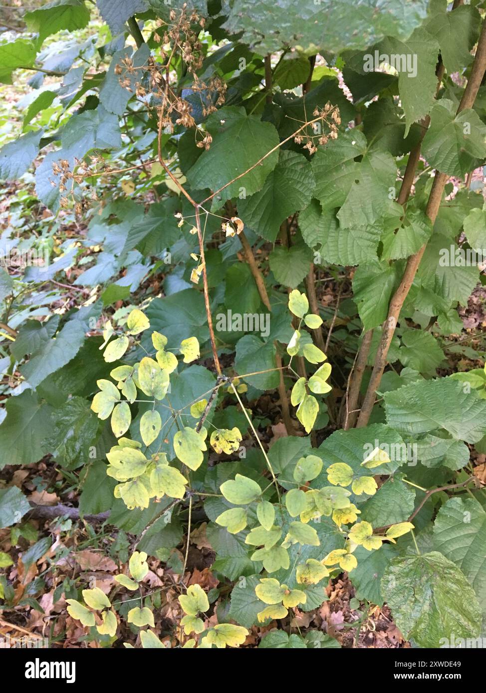 French meadow-rue (Thalictrum aquilegiifolium) Plantae Stock Photo - Alamy