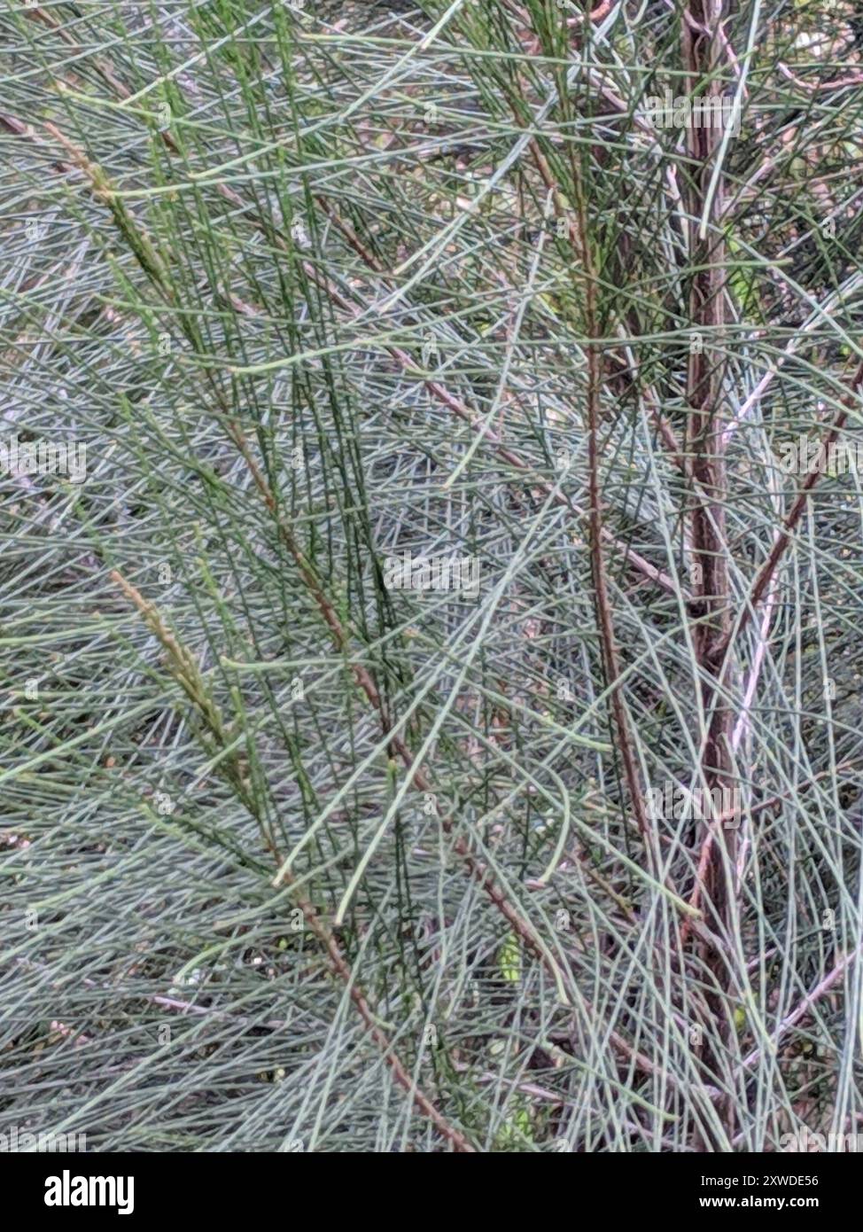 River sheoak (Casuarina cunninghamiana) Plantae Stock Photo - Alamy