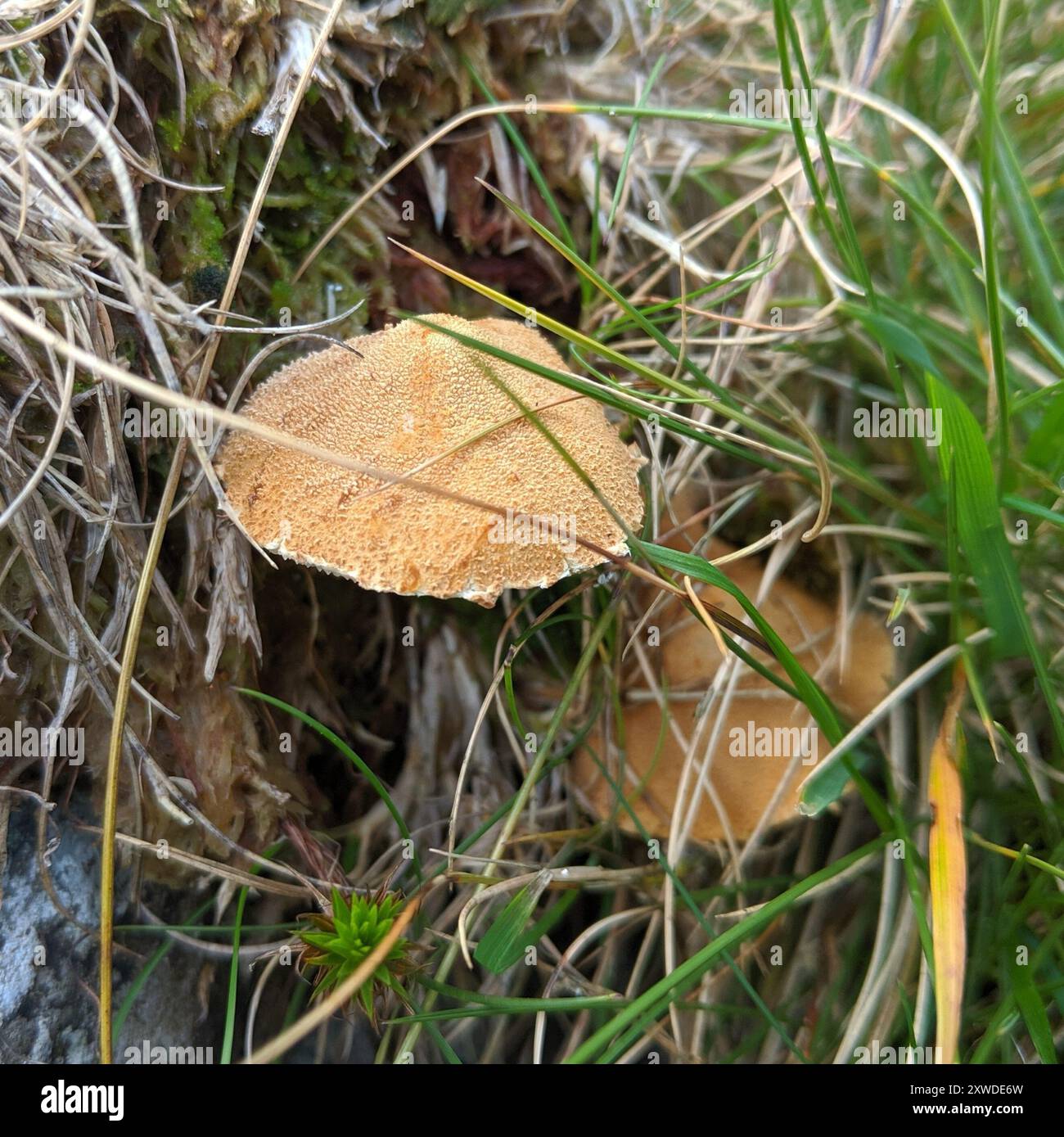 Earthy Powdercap (Cystoderma amianthinum) Fungi Stock Photo - Alamy
