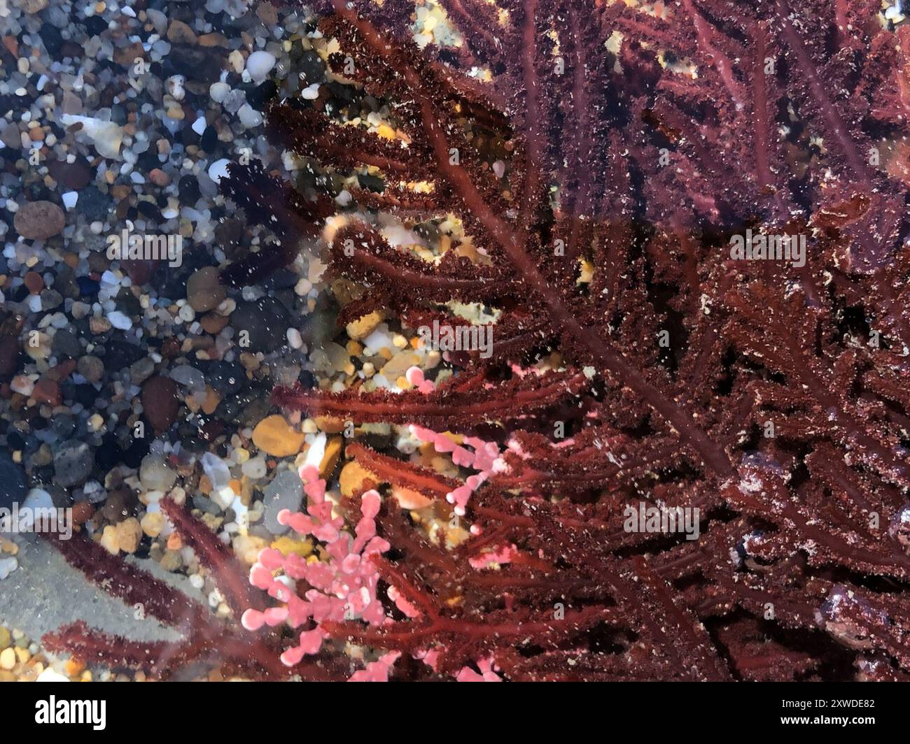 Dense Sea Fern (Neoptilota densa) Plantae Stock Photo - Alamy