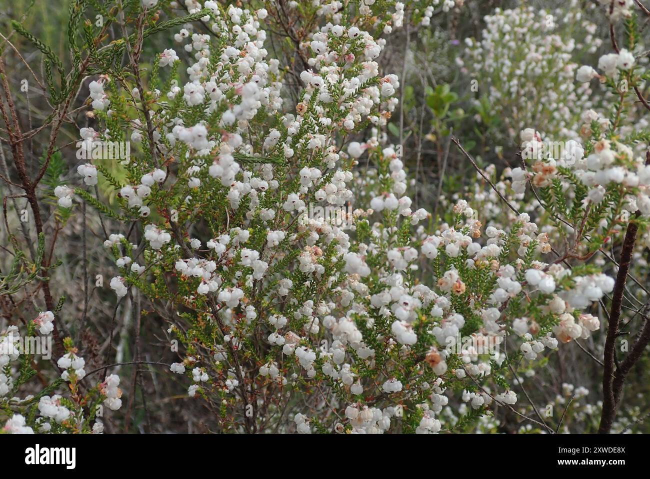 Stunning Heath (Erica formosa) Plantae Stock Photo - Alamy
