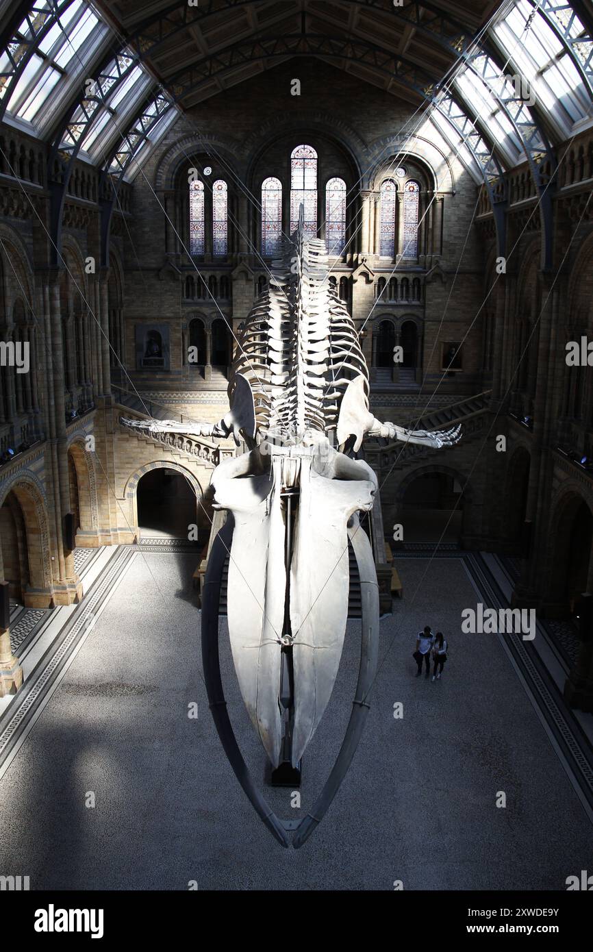 Whale skeleton in the grand hall at British Natural History museum ...