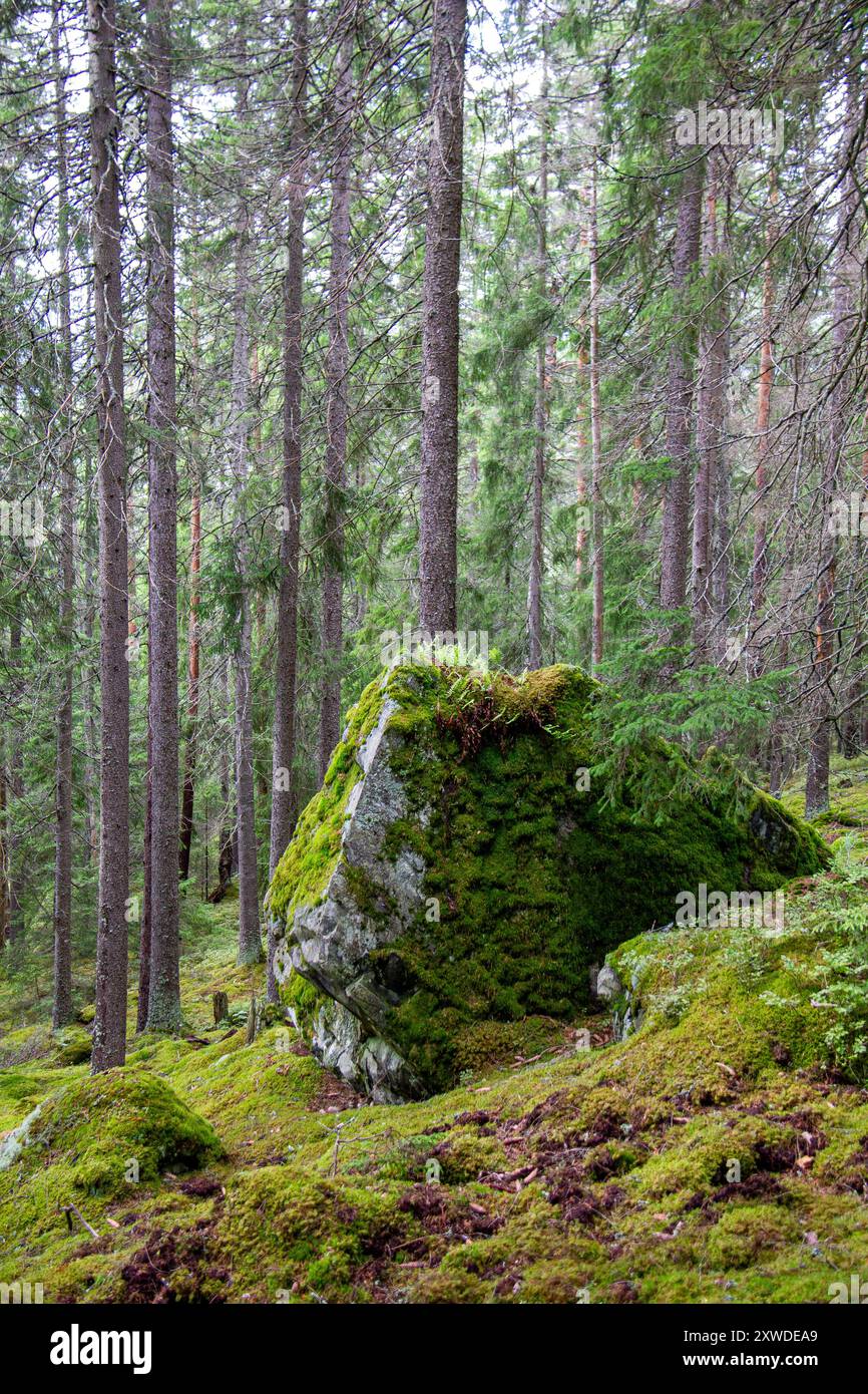 Deep forest scene in Bergslagen, Sweden Stock Photo - Alamy